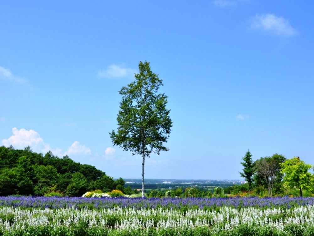 Full Day Tokachi Sightseeing Bus Tour - Tokachi/ Obihiro - VELTRA