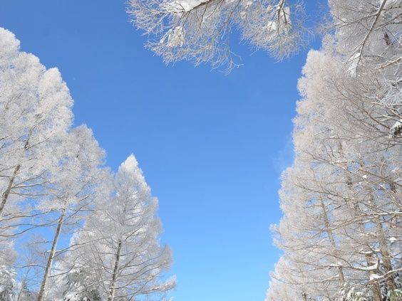 Full-Day Private Winter National Park Walk and Hot Springs Tour in ...