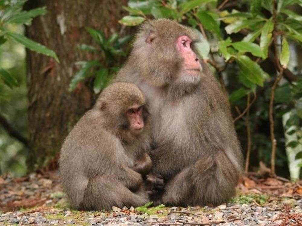 One-day Island Sightseeing Tour - Yakushima - VELTRA