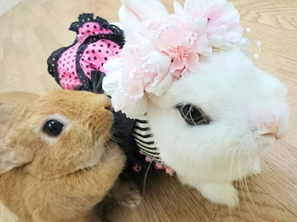Reservations to Meet Adorable Bunnies at a Rabbit Cafe' in Tokyo ...