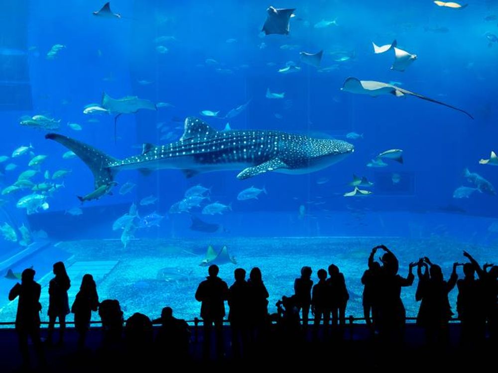 Churaumi Aquarium and Sightseeing Bus Tour (from Naha, Ginowan, Chatan ...