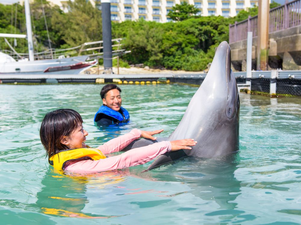 Dolphin Quest Family-Friendly Dolphin Swim Experiences near Churaumi ...