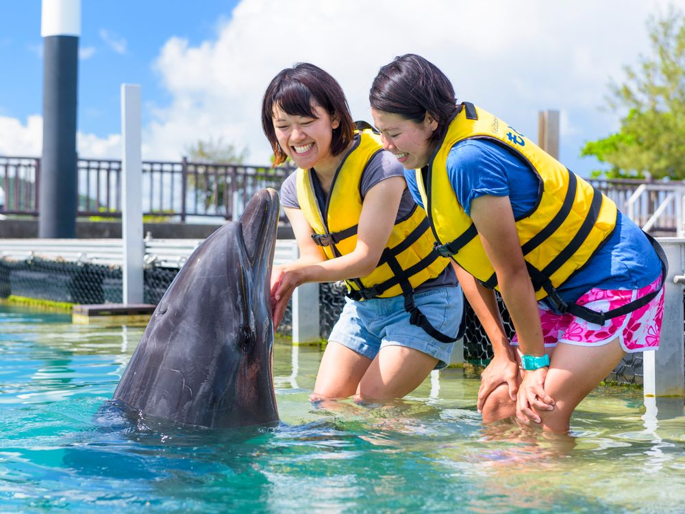 Family-Friendly Dolphin Encounter with Professional Instructor in ...