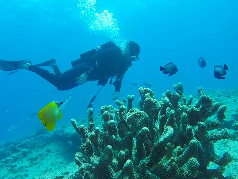 Scuba Diving (Watersports), Oahu tours & activities, fun things to do ...