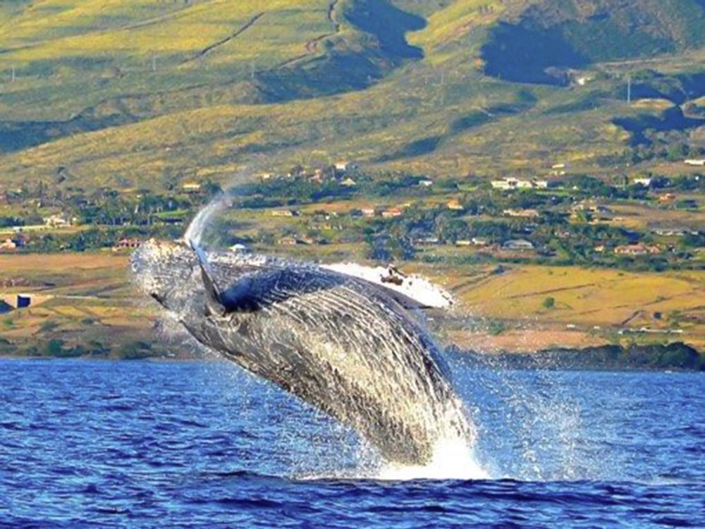 South Maui Whale Watching Cruise aboard Quicksilver Catamaran [Nov-Apr ...