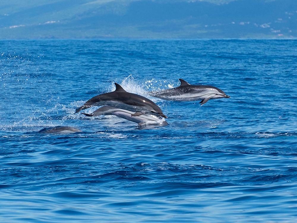 Kona Dolphin Watch Tour & Snorkeling Ocean Rafting Adventure - Iruka ...