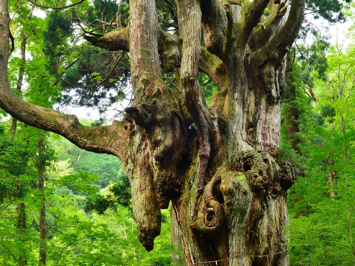 貸切観光タクシー 御神木からパワーをもらおう！東海岸・乳房杉コース 空港スタートもOK＜3時間／選べる発着地／どうご 隠岐の島町＞ | 島根の観光&遊び・体験・レジャー専門予約サイト ...