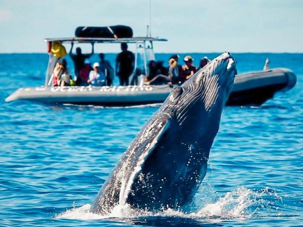 Eye-Level Whale Watch Tour from Mala Boat Ramp - Hawaii Ocean Rafting ...