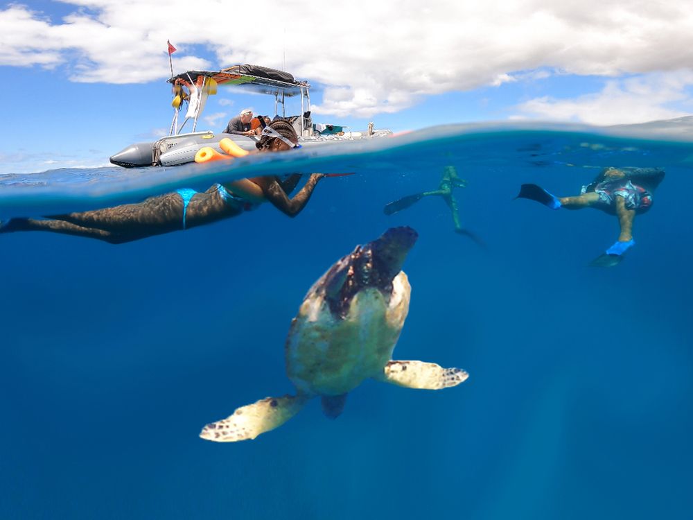 3-Hour Turtle Snorkel Tour from Mala Boat Ramp - Hawaii Ocean Rafting ...