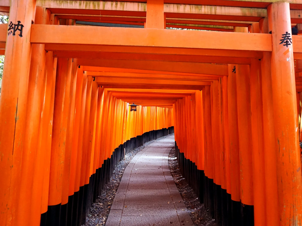 Kyoto Highlights 1-Day Tour to Tenryuji, Arashiyama, Kinkakuji, & Fushimi Inari tours ...