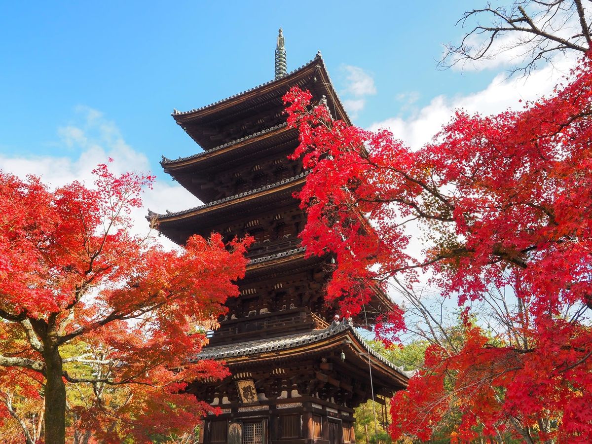 【世界遺産・仁和寺 秋の特別拝観】5年ぶりの五大明王壁画特別公開＋御所庭園＋霊宝館と秋の御室御膳の昼食＜10/14～12/3限定＞ | 京都の観光&遊び・体験・レジャー専門予約サイト ...