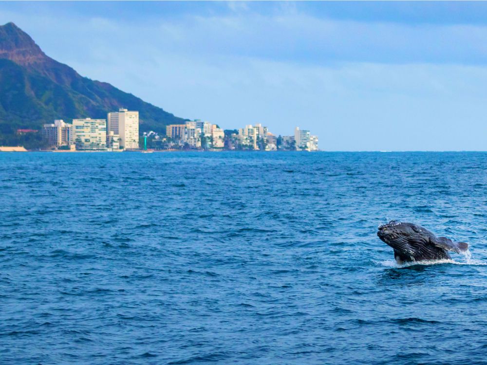Honolulu Whale Watch Tour with Expert Guide by Local Captain & Crew ...