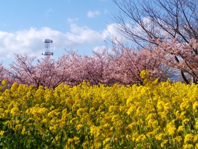 初島日帰りバスツアー 河津桜と菜の花観賞＆來宮神社参拝 選べるお食事＆アジアンガーデンR‐Asiaの入場券付！＜2月25・27日・3月2日／東京発着＞ | 東京の観光&遊び・体験・レジャー専門 ...