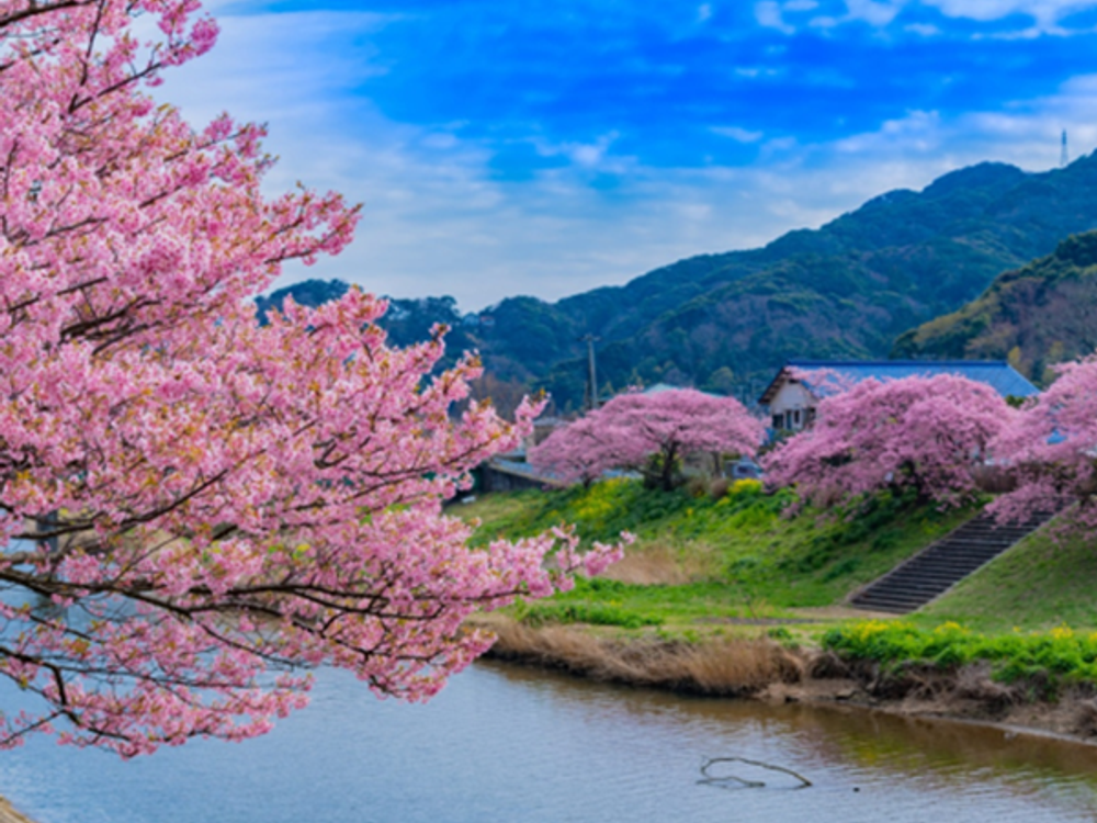 Izu Kawazu Sakura Bus Tour with Clam Rice Lunch & Strawberry Picking ...