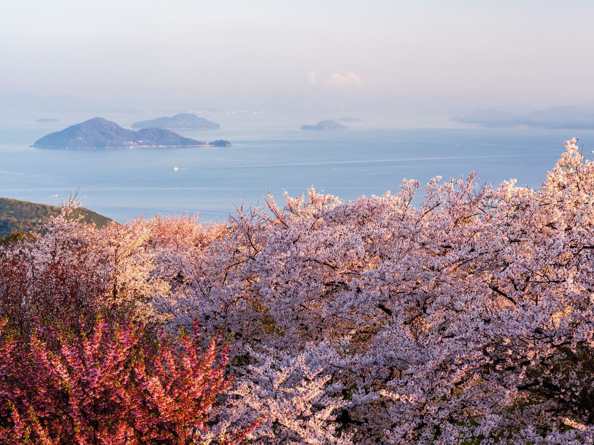 千本の天空の桜「紫雲出山」日帰りバスツアー 「父母ヶ浜」や道の駅「くるくるなると」にもご案内（2024/3/25～4/8）＜1日／大阪道頓堀発／日本語・中国語＞ | 大阪の観光&遊び・体験 ...