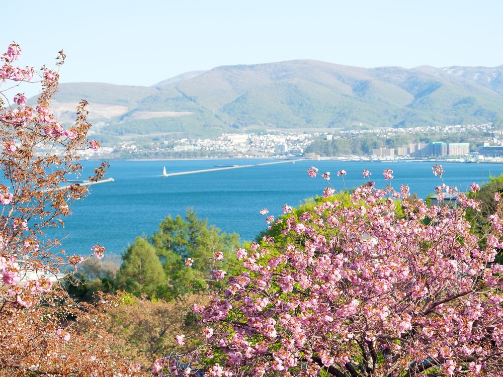 札幌市内発着お花見日帰りバスツアー 開花状況に合わせて 静内二十間道路桜並木又は石狩戸田墓園記念公園＆小樽手宮緑化植物園＜4月22日～5月6日／中島公園駅発着＞ | 札幌近郊の観光&遊び・体験 ...
