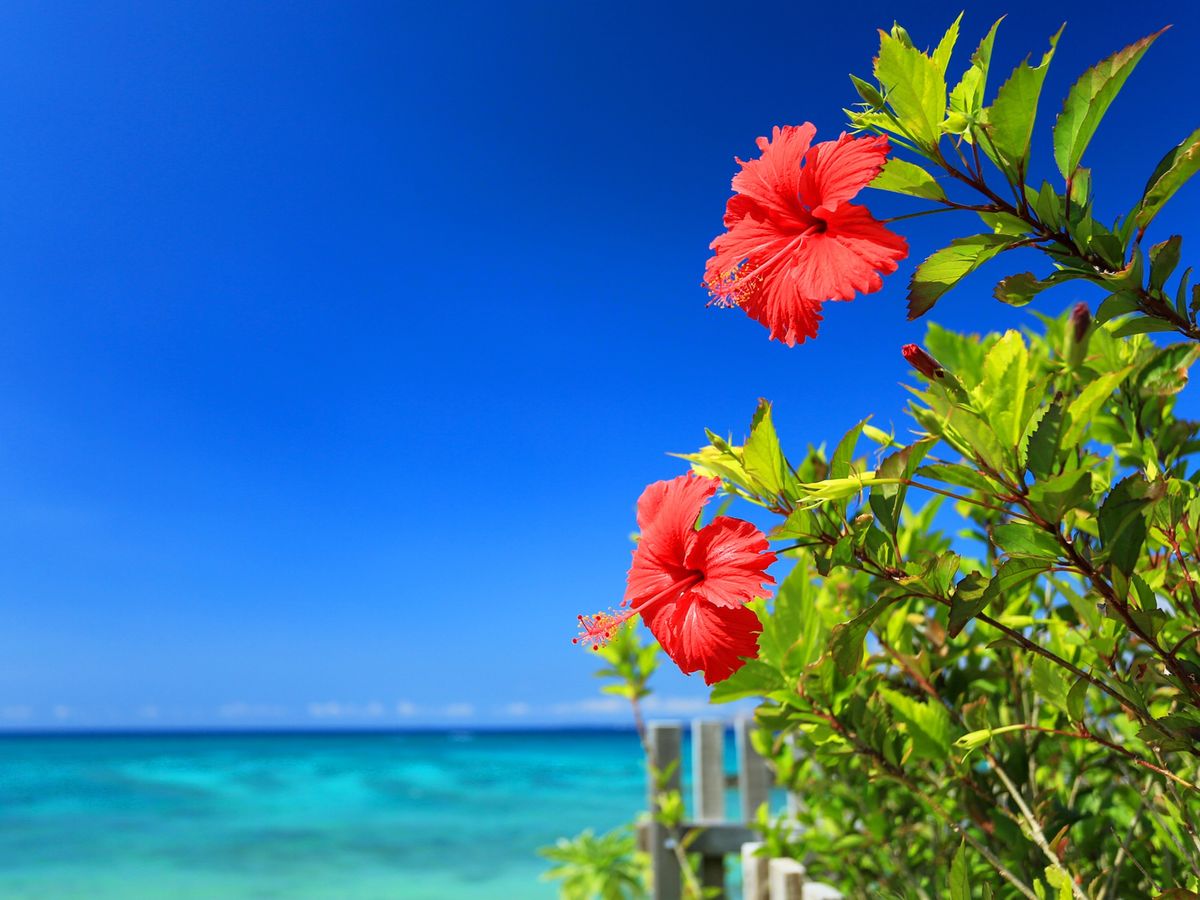 小浜島日帰り観光バスツアー NHK朝ドラ「ちゅらさん」のロケ地を巡る！バス観光後はお好きな時間に帰港OK ＜石垣島発＞ | 石垣島・八重山の観光・オプショナルツアー専門 VELTRA(ベルトラ)