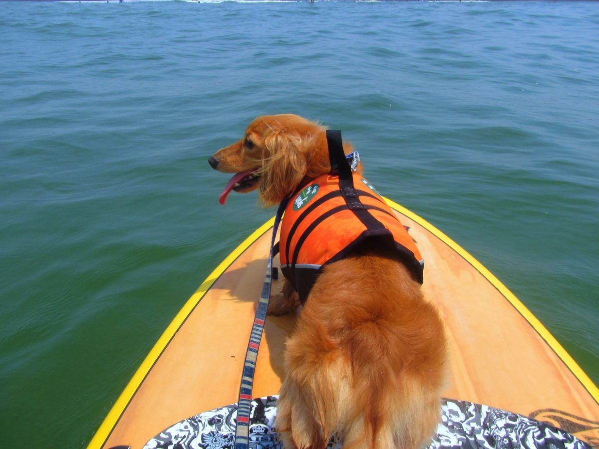 【愛犬連れOK】裏磐梯 秋元湖SUP体験 ワンちゃんと一緒に笑いの耐えないSUP体験＜6歳以上／五色沼入口集合＞by GoRetreat SUP Aizu | 福島の観光&遊び・体験・レジャー ...