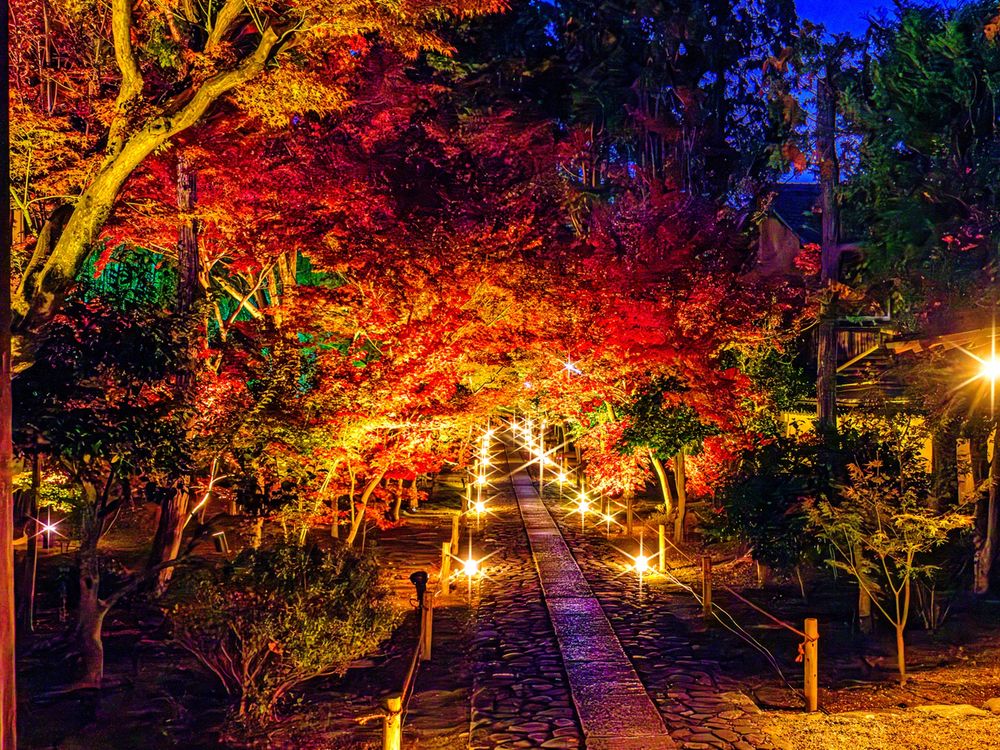 紅葉ライトアップバスツアー 世界遺産 仁和寺＋覚雄山 鹿王院 （2024/11/16～12/7）＜夕食付／京都駅発＞by おこしバス（京都定期観光バス） | 京都の観光&遊び・体験・レジャー ...