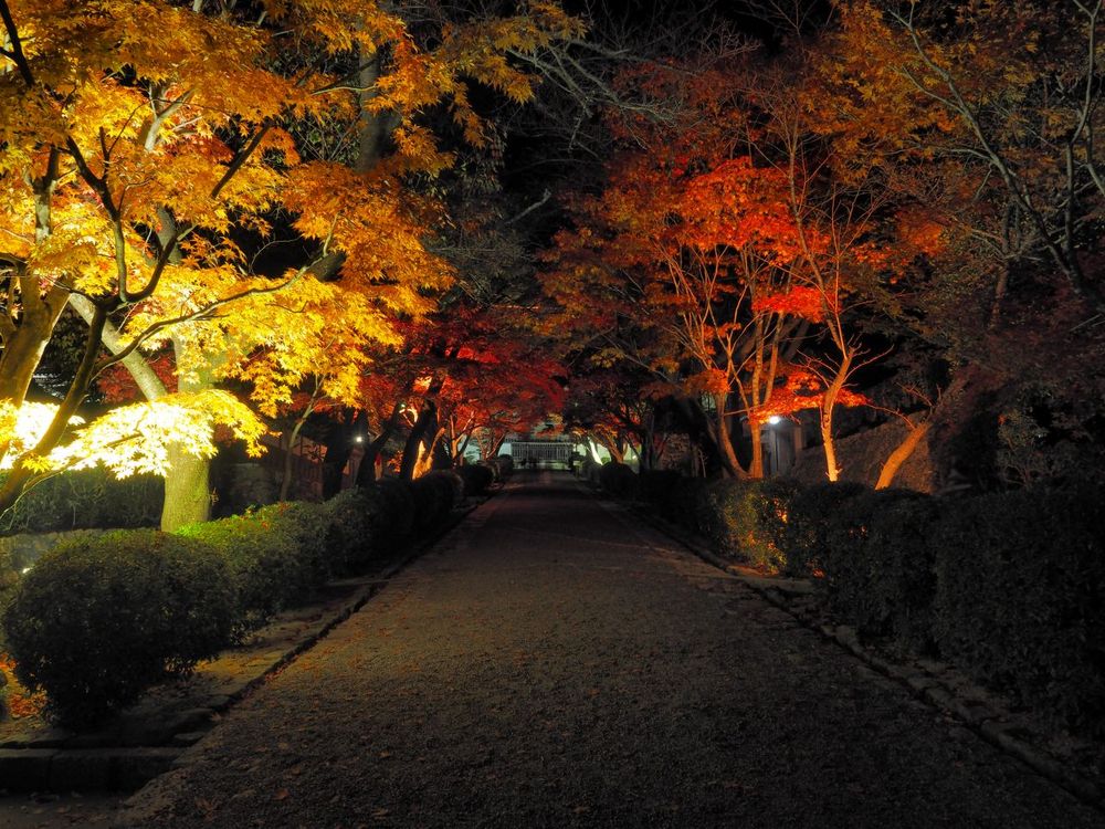 三井寺紅葉ライトアップ日帰りバスツアー 紅葉の美しい「石山寺」や「哲学の道」にもご案内（11/21・25・26・28限定）＜1日／大阪道頓堀発／日本語・中国語＞ | 大阪の観光&遊び・体験 ...