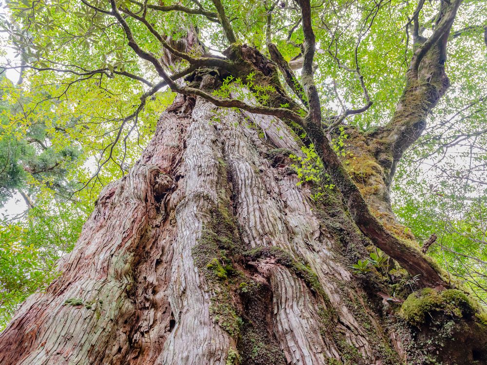 Yakushima Sightseeing Half-day Bus Tour "Yakuzaru-go" Afternoon Course - Yakushima - VELTRA