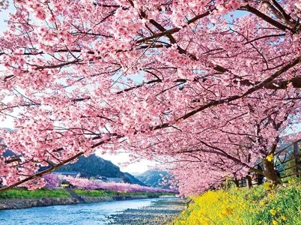 静岡1泊2日のバスツアー 河津桜まつり＆久能山東照宮＋ふじさん駿河湾フェリー＆いちご狩り付＜昼食2回・朝食1回／2月13・23日／新宿発着＞ | 東京の観光&遊び・体験・レジャー専門予約サイト ...