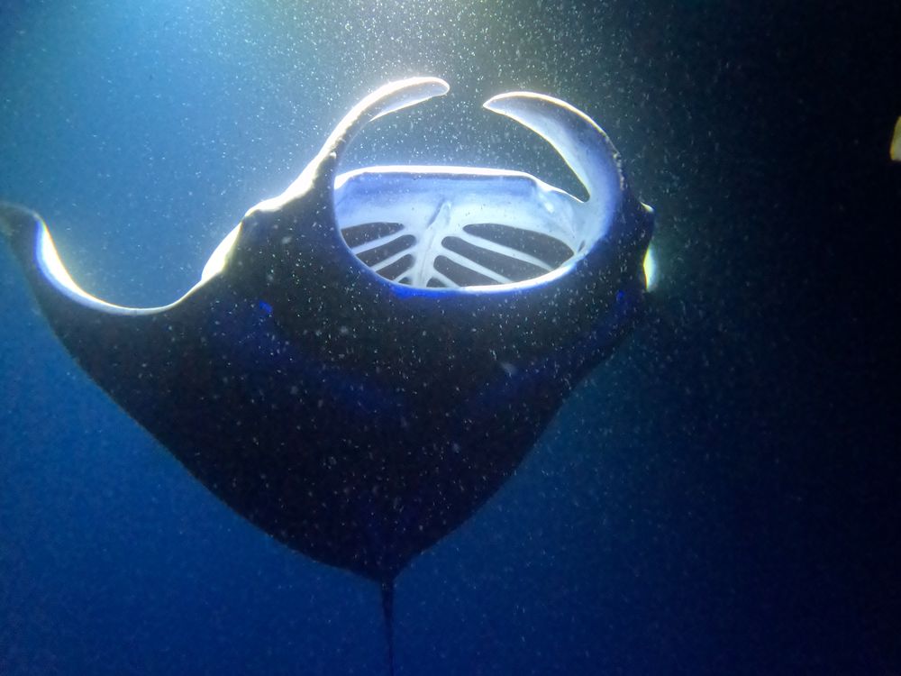 Manta Ray Night Snorkel Tour Marine Life Adventure with Free Photos ...