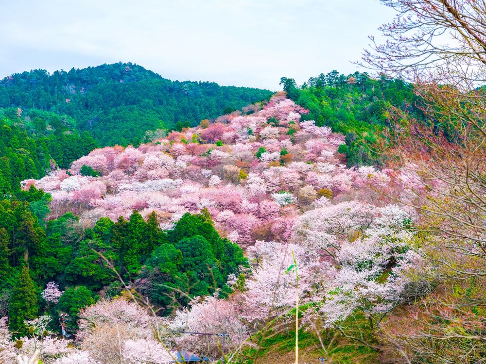 【桜シーズン限定】吉野千本桜 お花見トレッキング 混雑を避けた穴場のお花見ポイントにご案内♪（3/29～4/13）＜お弁当付き＞ | 奈良の観光&遊び・体験・レジャー専門予約サイト ...