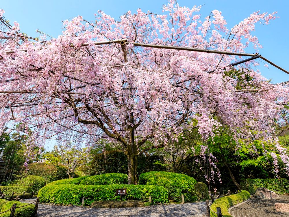 桜の名所バスツアー 妙心寺 退蔵院の紅しだれ桜と花めく龍安寺（2025/3/24～4/6）＜昼食付／京都駅発＞by おこしバス（京都定期観光バス） | 京都の観光&遊び・体験・レジャー専門予約 ...