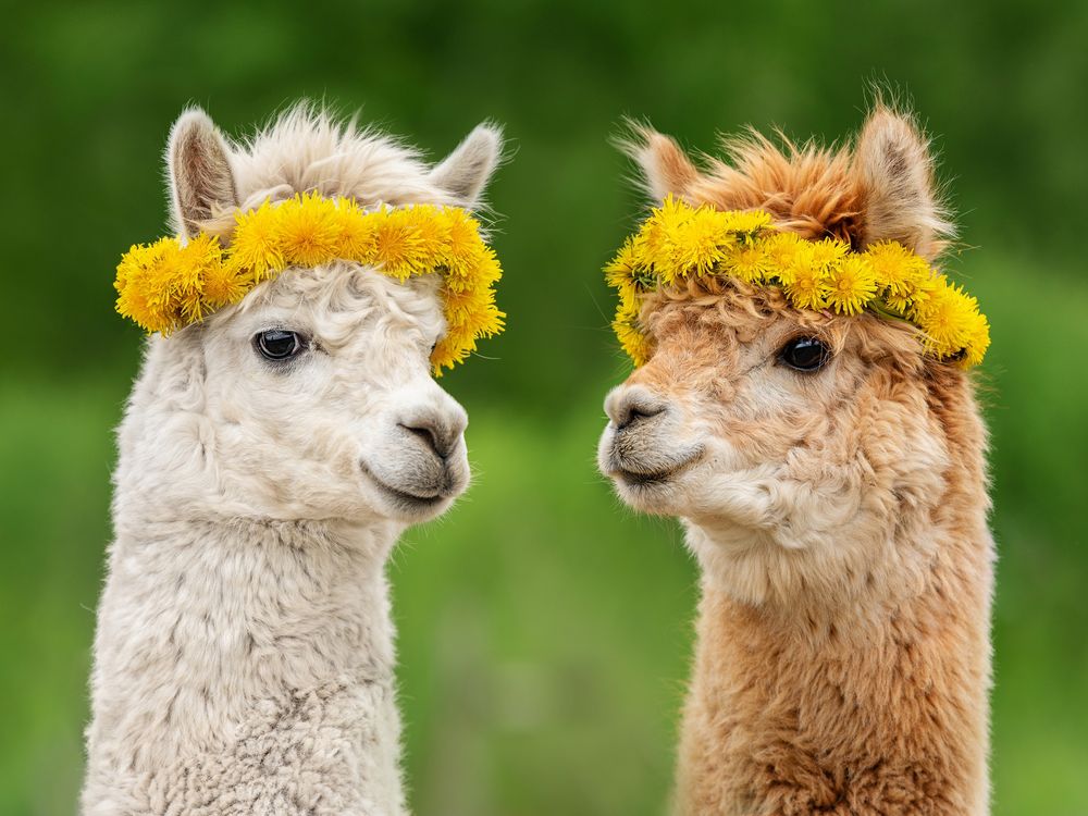 ソウル⇔アルパカワールド 往復送迎サービス ＊入場料別＜1名参加OK／選べる出発地＞ | ソウルの観光・オプショナルツアー専門 VELTRA(ベルトラ)