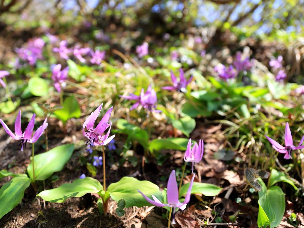 【4月15日～5月15日】アオネバ渓谷（ドンデン）トレッキング 春の山野草とせせらぎに癒される渓谷散策＜4時間コース／佐渡島＞ | 佐渡島の観光&遊び・体験・レジャー専門予約サイト ...