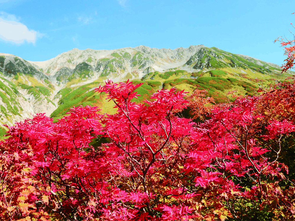 金沢発着日帰りバスツアー 約5時間30分の滞在時間で立山室堂の自然を満喫 ハイキング初心者の方も気軽に楽しめる ＜7～10月／1日＞ | 金沢の観光&遊び・体験・レジャー専門予約サイト ...