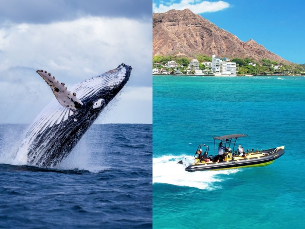 Small-Group Waikiki Whale Watching Adventure on High-Speed Zodiac Raft ...